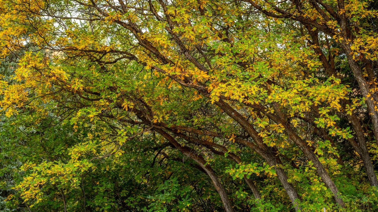 Eating Disorder Therapies | Koru Springs